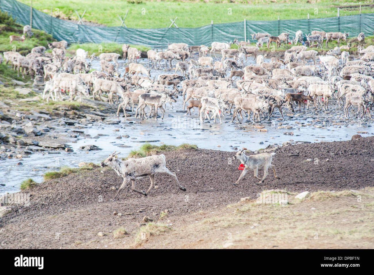 A flock of domestic reindeer in Røros, Norway Stock Photo - Alamy