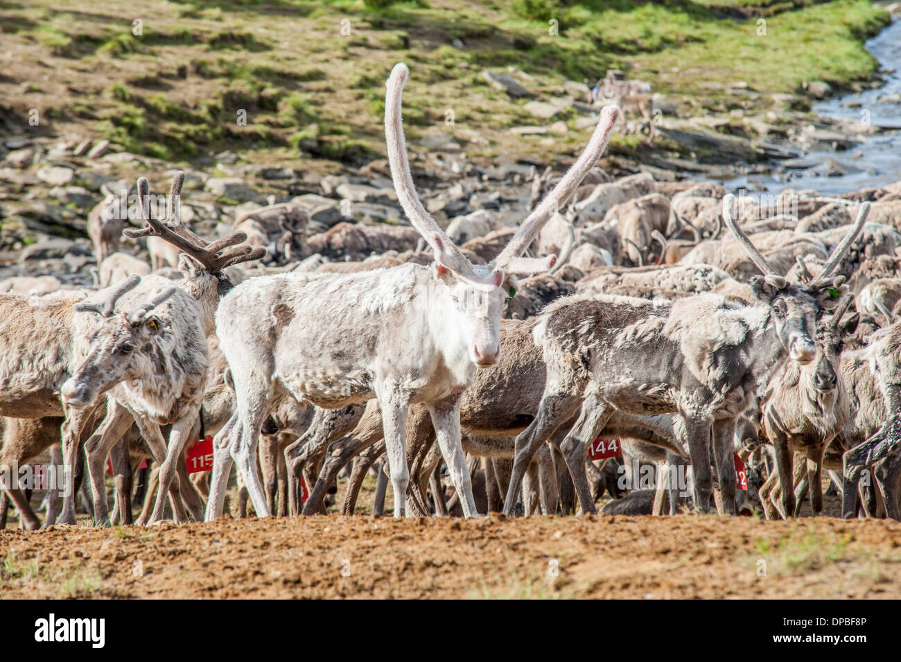 A flock of domestic reindeer in Røros, Norway Stock Photo - Alamy