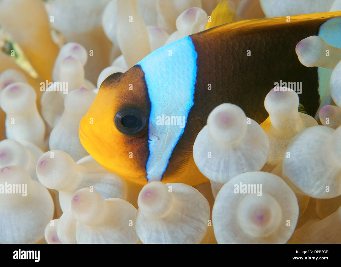 Clownfish or Twoband Anemonefish (Amphiprion bicinctus). Red sea, Egypt ...