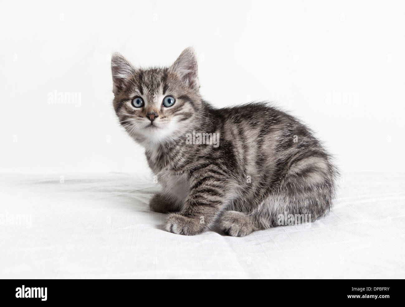 small tabby tomcat, white background, isolated Stock Photo - Alamy