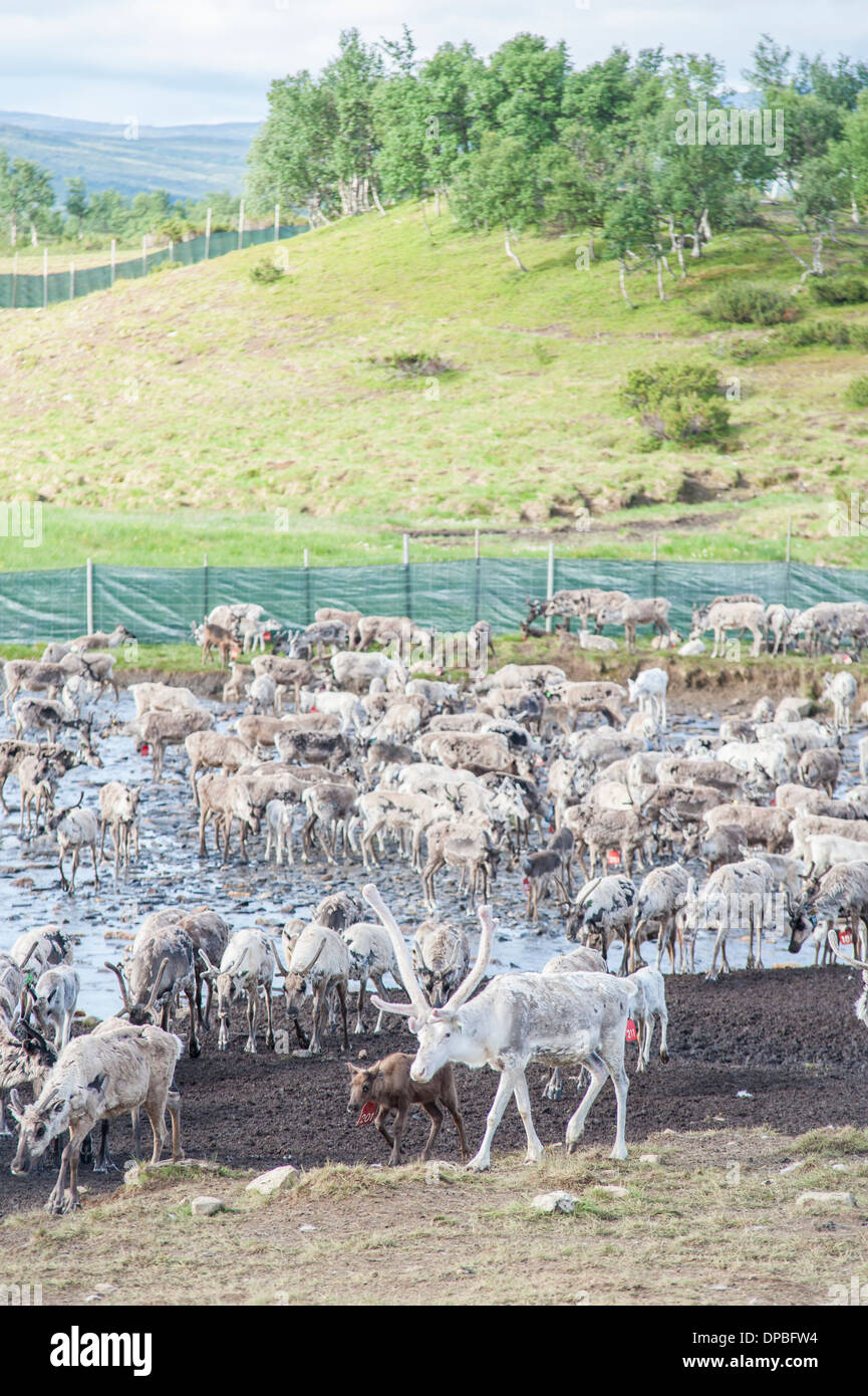 A flock of domestic reindeer in Røros, Norway Stock Photo - Alamy