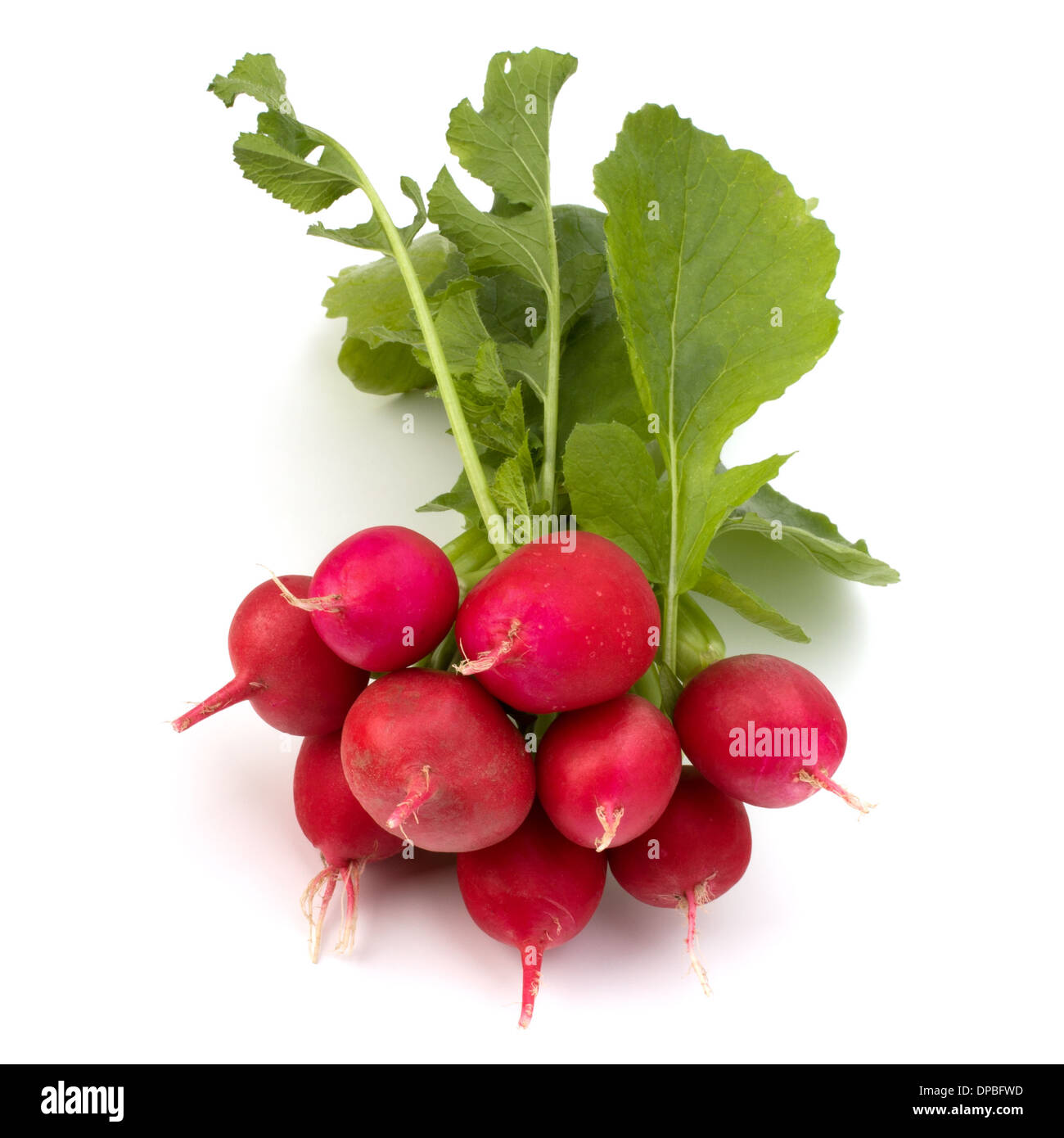 Small garden radish isolated on white background Stock Photo - Alamy