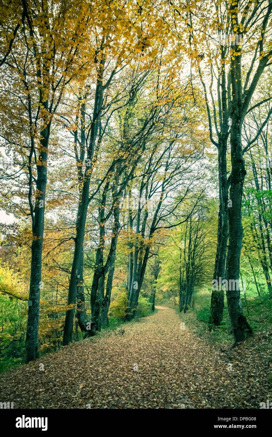 Germany, Baden Wuerttemberg, Zollernalbkreis, forest path in autumn ...