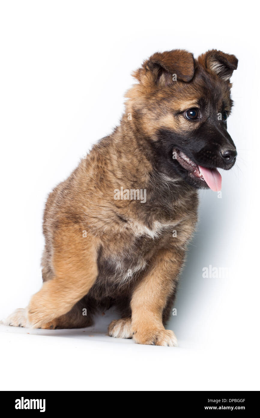 Purebred puppy on white background Stock Photo - Alamy