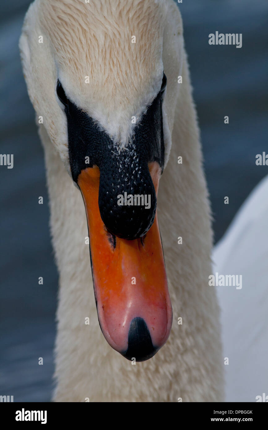 Swan Head High Resolution Stock Photography and Images - Alamy