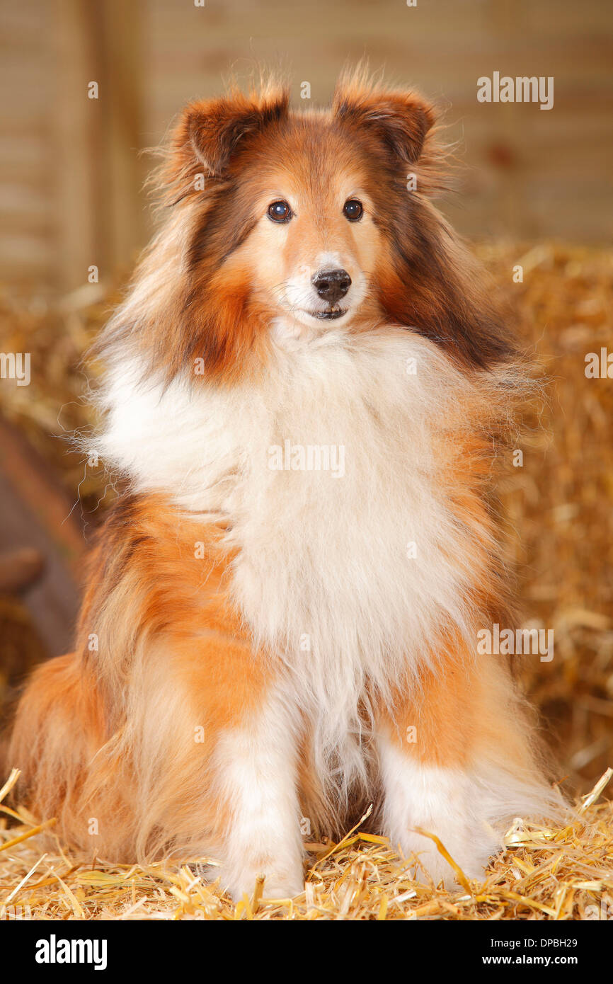 Sheepdog sitting hi-res stock photography and images - Alamy
