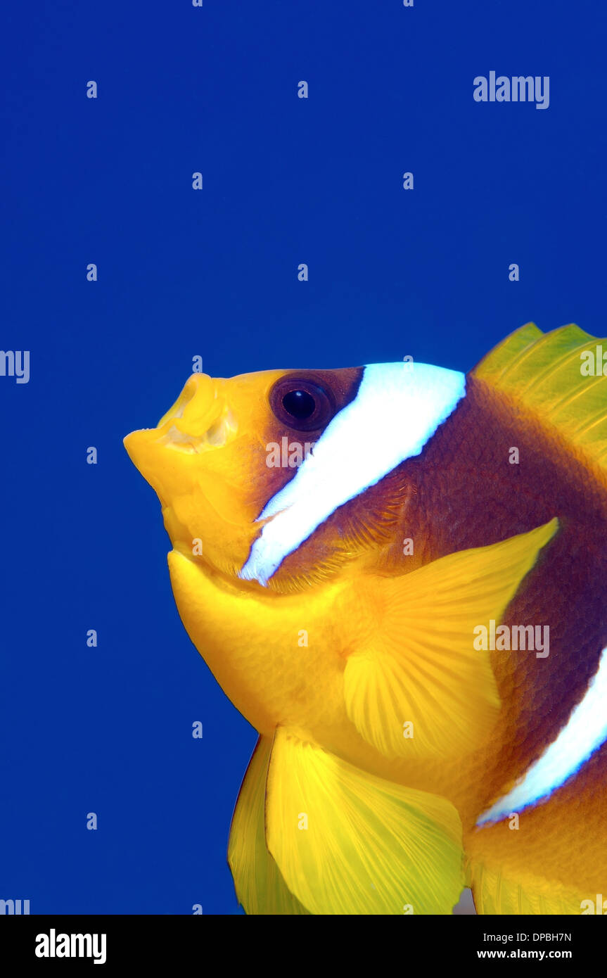 Poisson clown amphiprion hi-res stock photography and images - Alamy