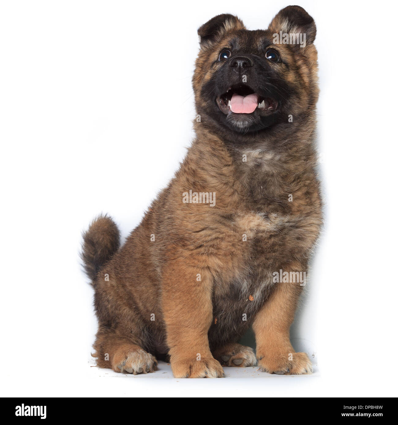 Purebred puppy on white background Stock Photo - Alamy