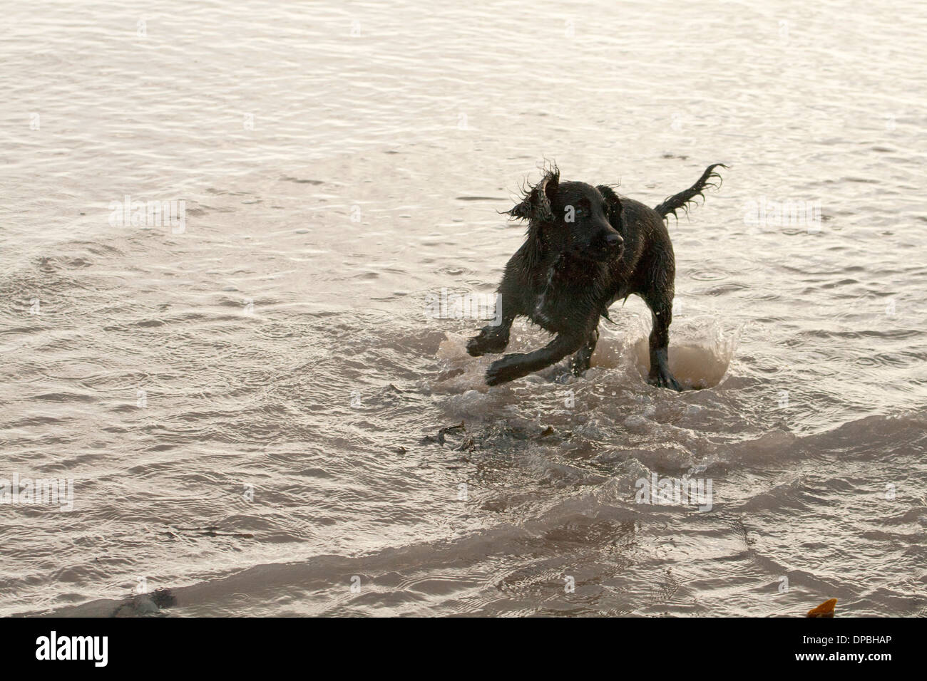 Cocker Spaniel playing in sea at Filey Stock Photo - Alamy