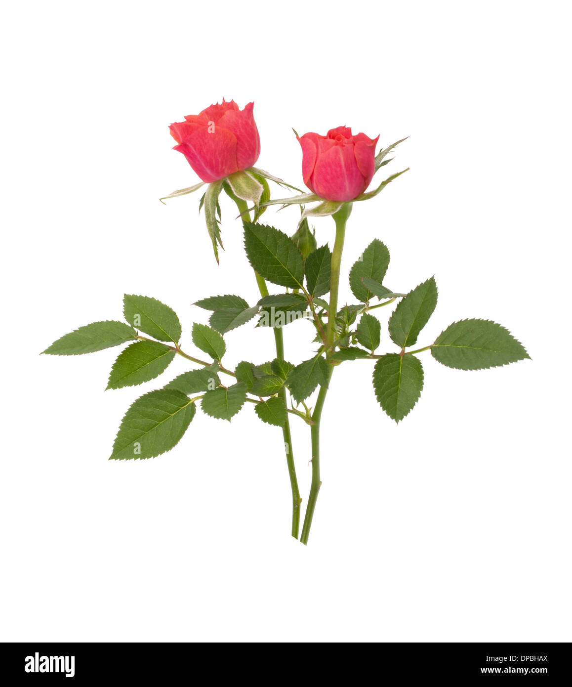 Beautiful rose pair isolated on white background Stock Photo - Alamy