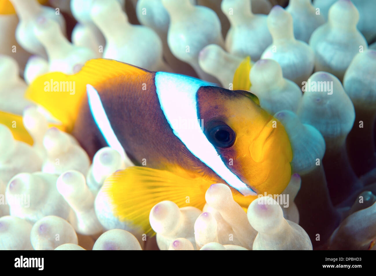 Clownfish or Twoband Anemonefish (Amphiprion bicinctus). Red sea, Egypt ...