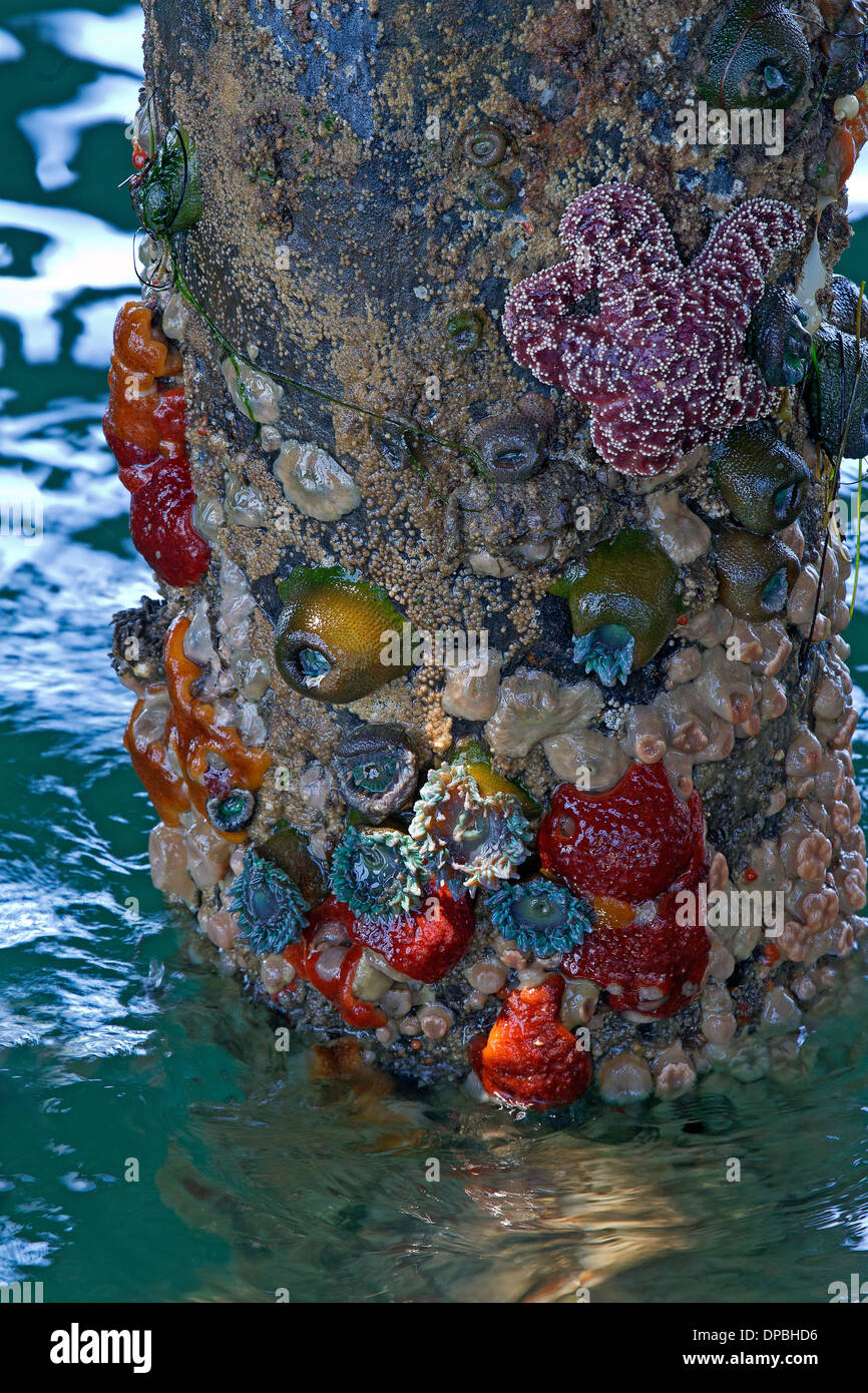 Pier covering hi-res stock photography and images - Alamy