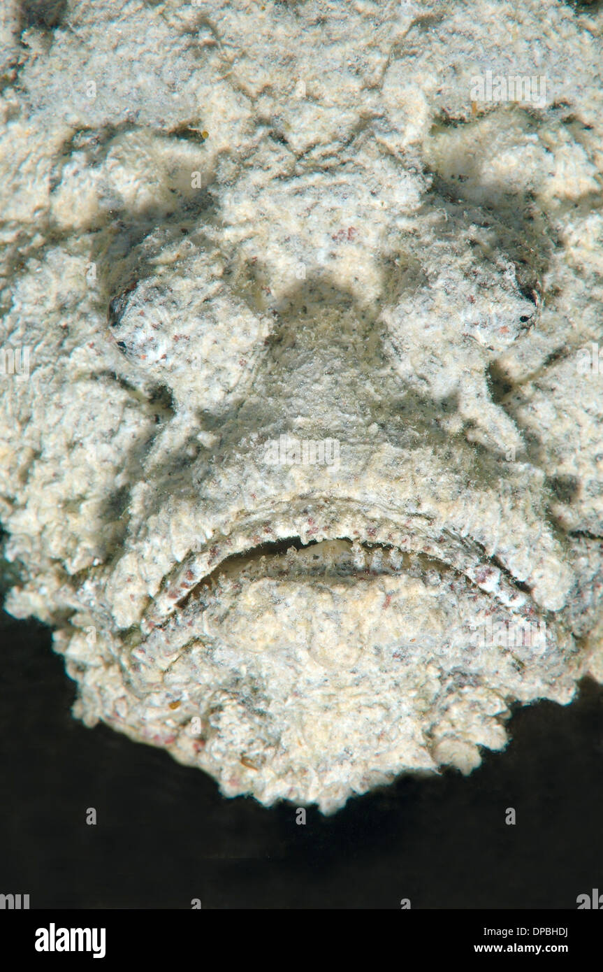 Reef stonefish hi-res stock photography and images - Alamy