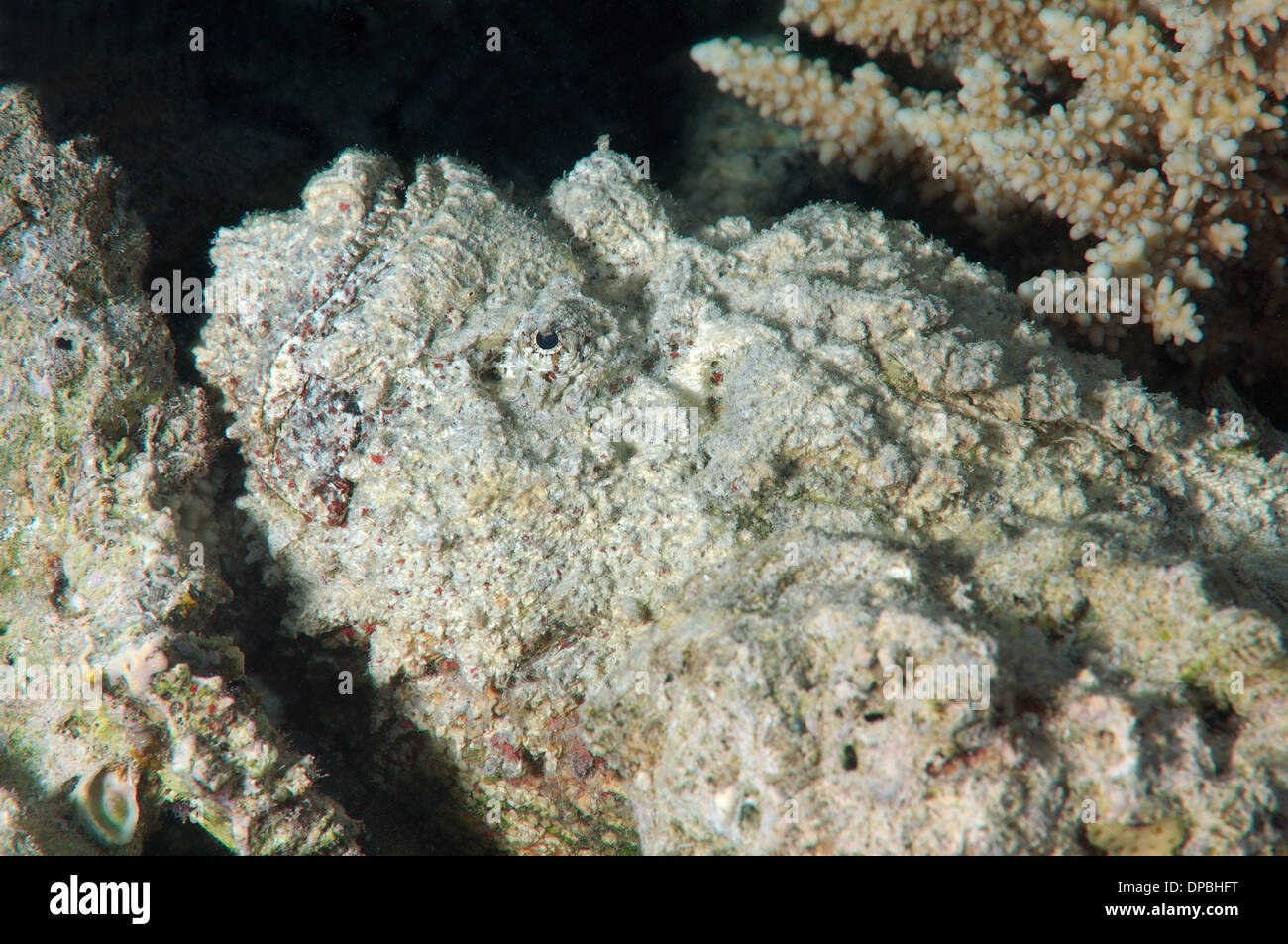 Goblinfish hi-res stock photography and images - Alamy