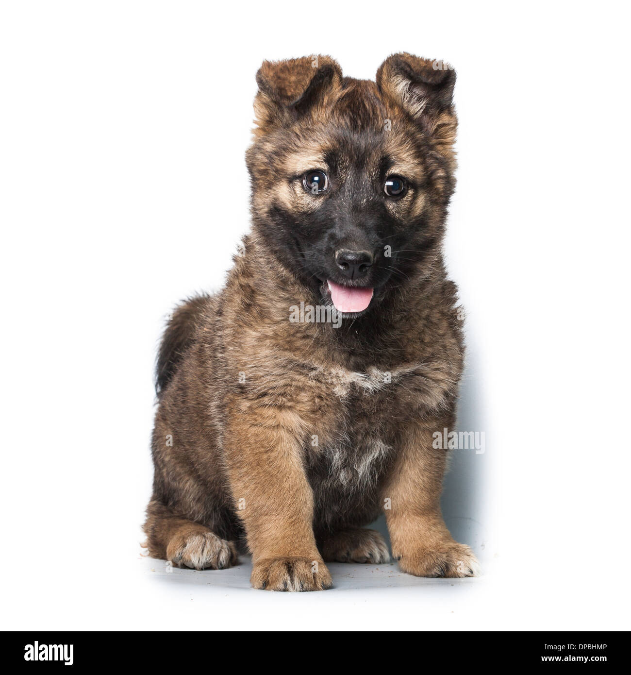 Purebred puppy on white background Stock Photo - Alamy