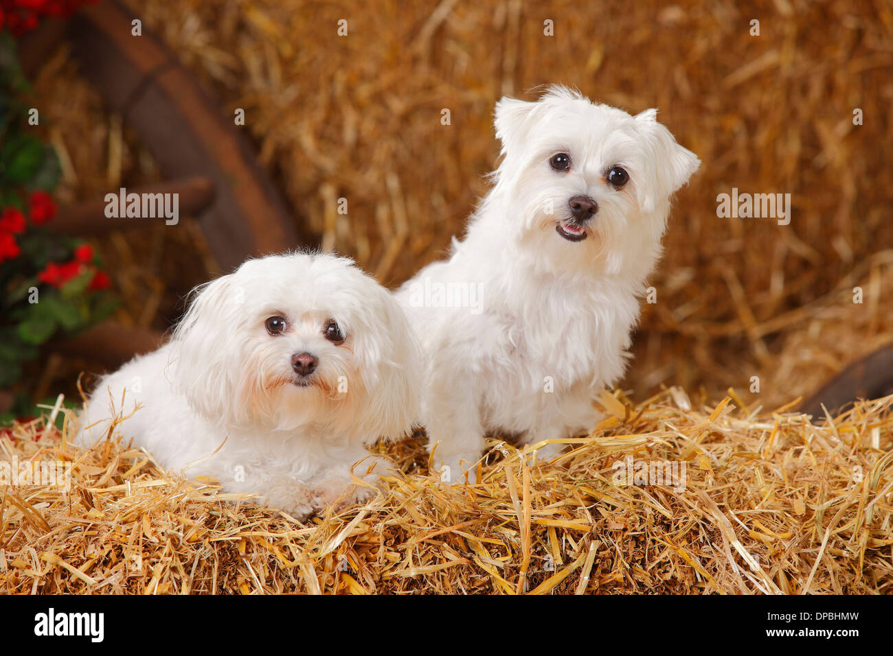 Maltese side hi-res stock photography and images - Alamy