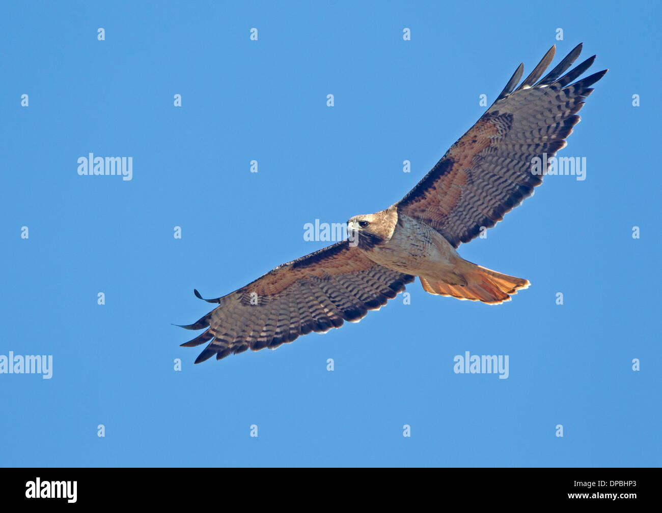 The red tailed hawk hi-res stock photography and images - Alamy