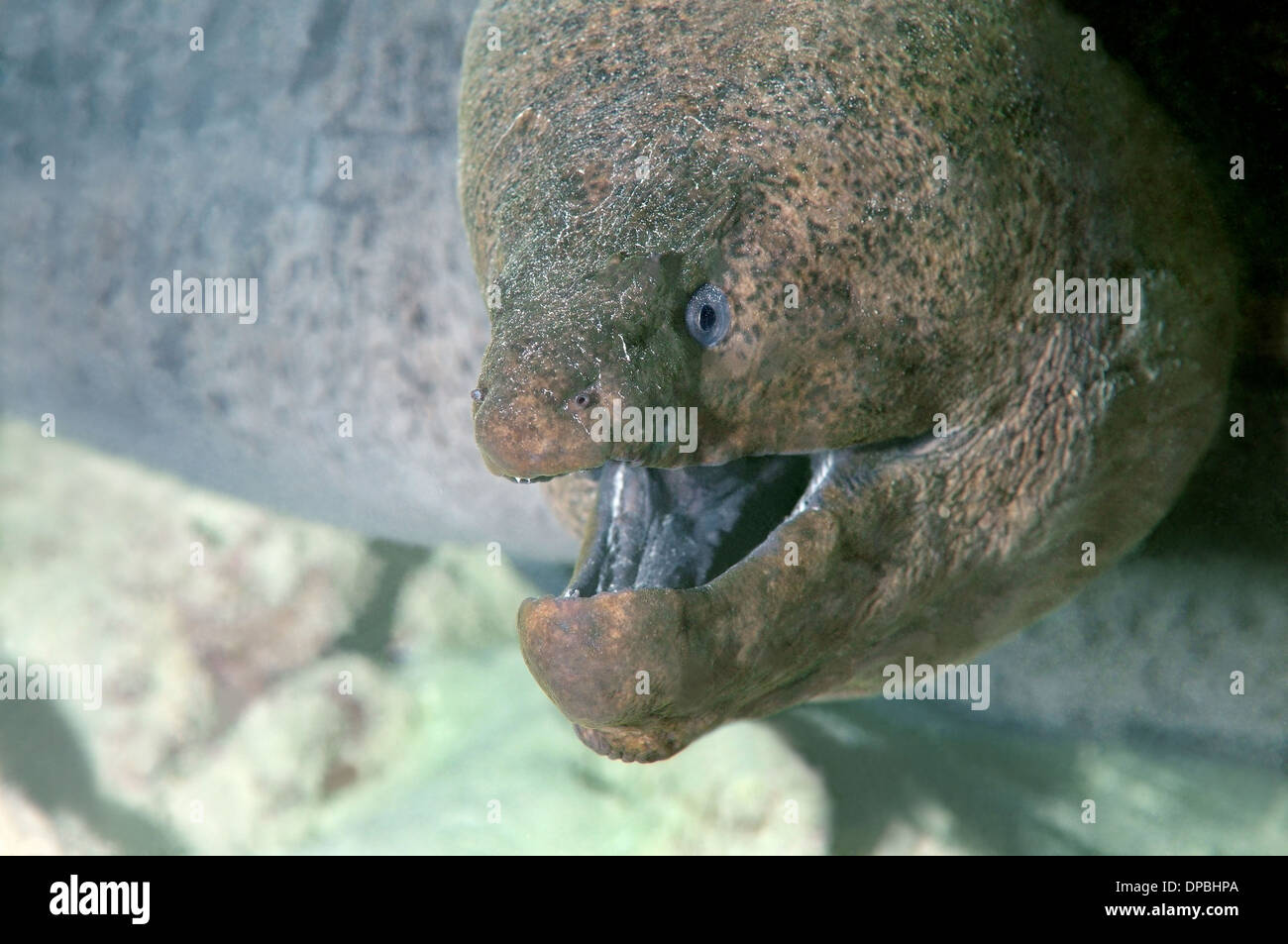 Slender giant moray hi-res stock photography and images - Alamy