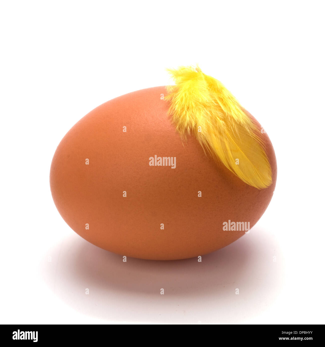 egg with feather isolated on white background Stock Photo - Alamy