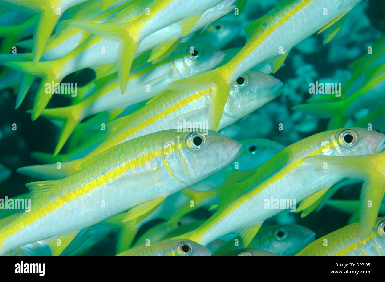 school of fish Yellowfin goatfish (Mulloidichthys vanicolensis), Red ...