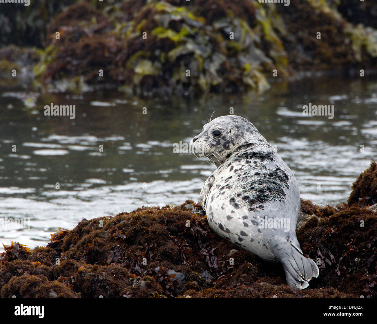 Harbor Seal Pup Stock Photo - Alamy