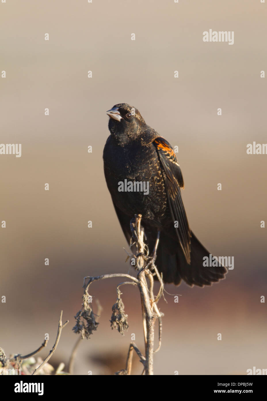 Immature Red winged Blackbird Stock Photo - Alamy