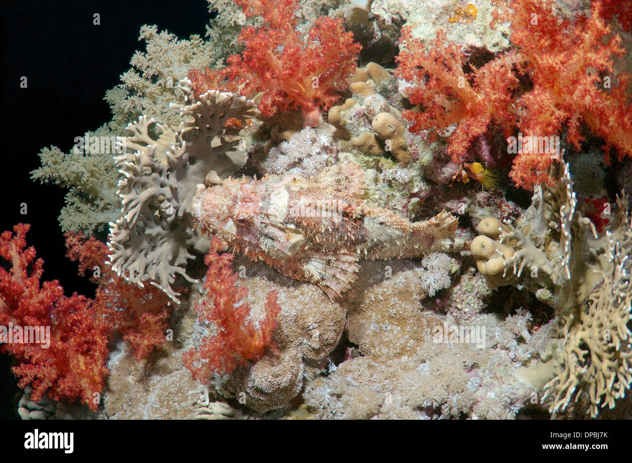 Tassled scorpionfish (Scorpaenopsis oxycephala) in night diving. Red ...
