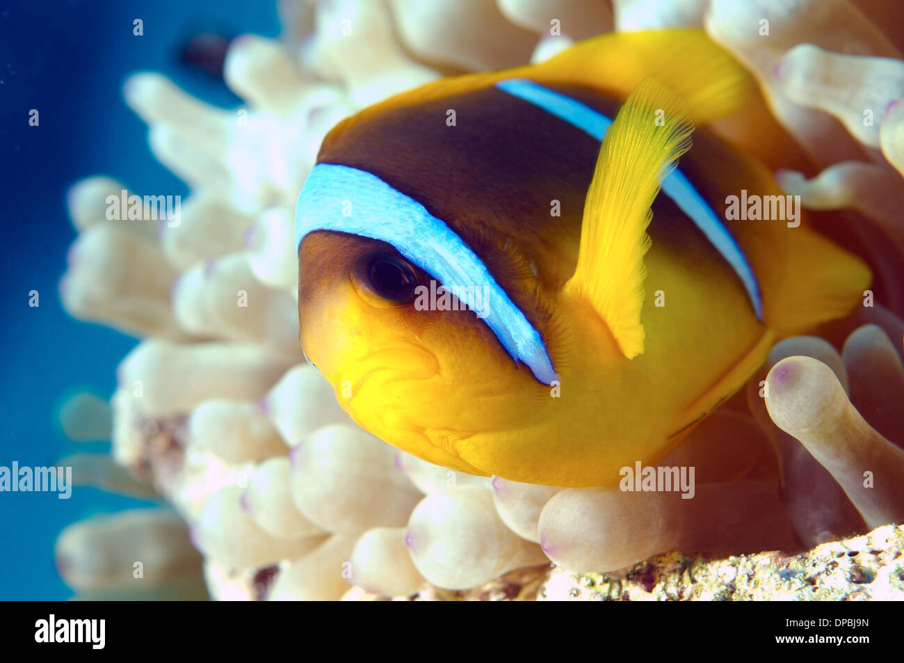 Clownfish or Twoband Anemonefish (Amphiprion bicinctus). Red sea, Egypt ...
