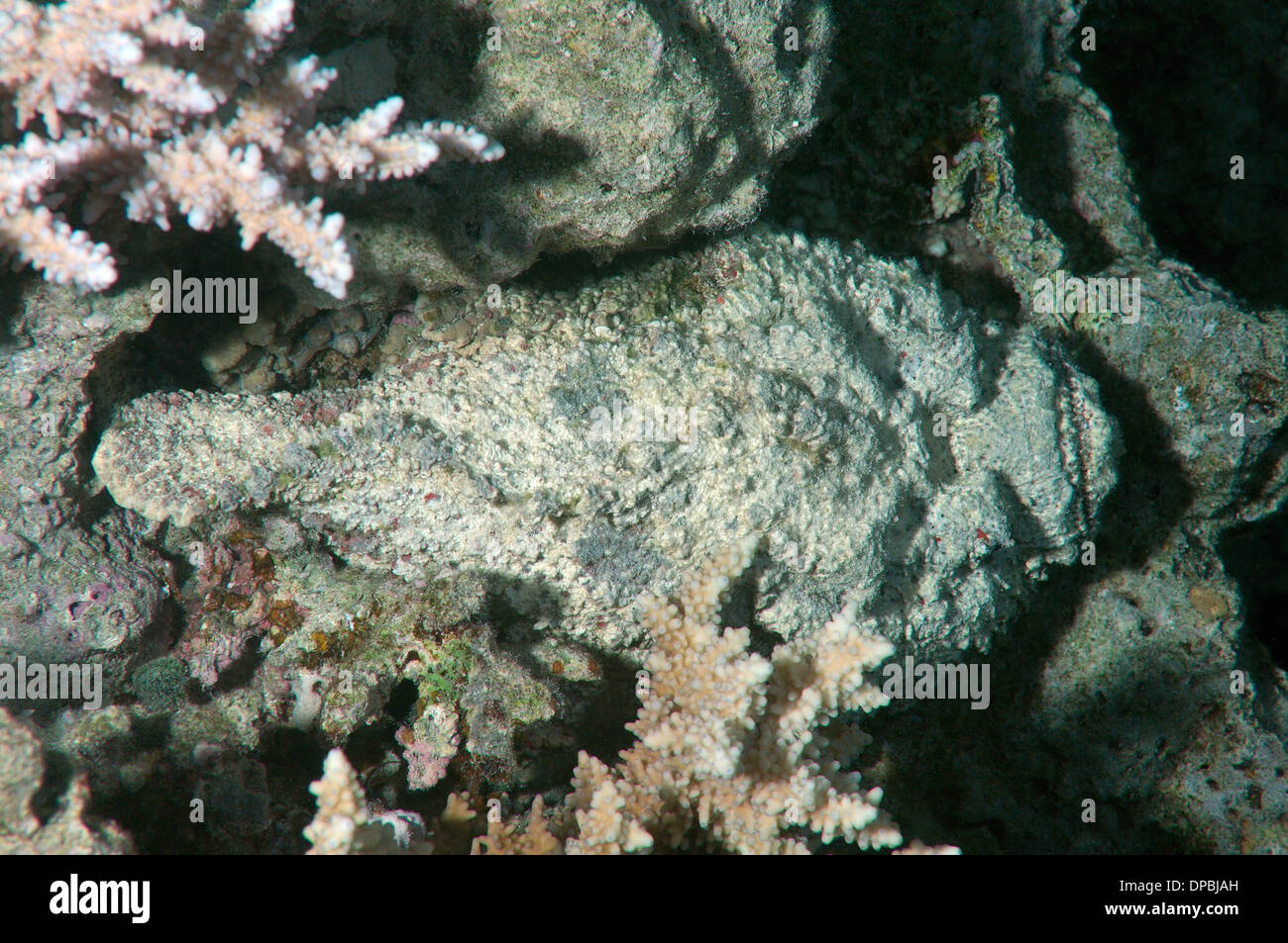 camouflage reef stonefish or simply stonefish (Synanceia verrucosa) Red ...