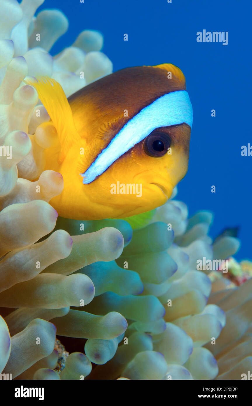 Clownfish or Twoband Anemonefish (Amphiprion bicinctus). Red sea, Egypt ...