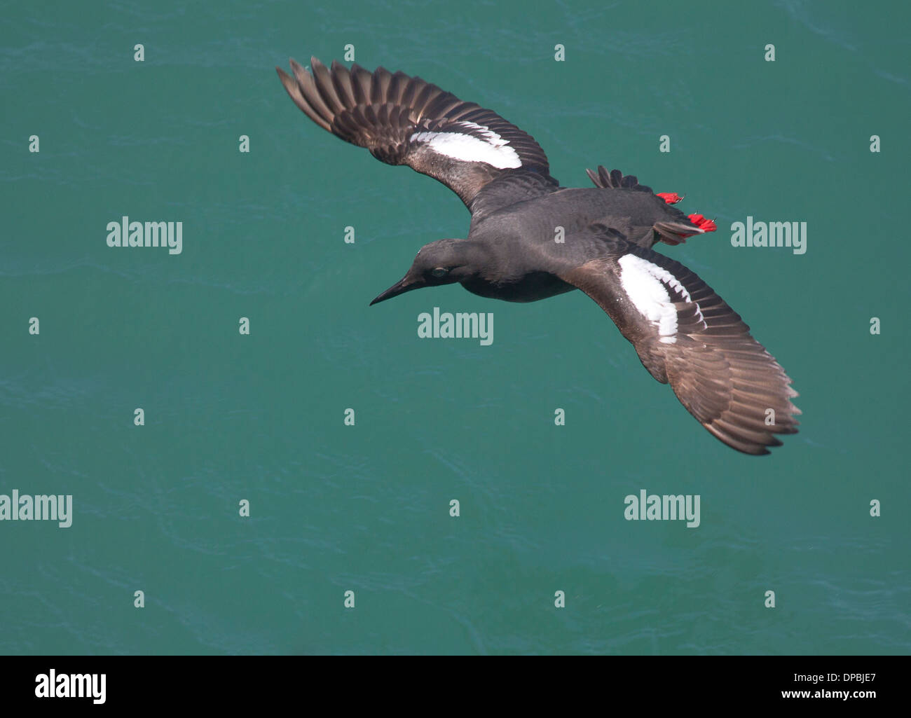 Pigeon guillemot in flight hi-res stock photography and images - Alamy