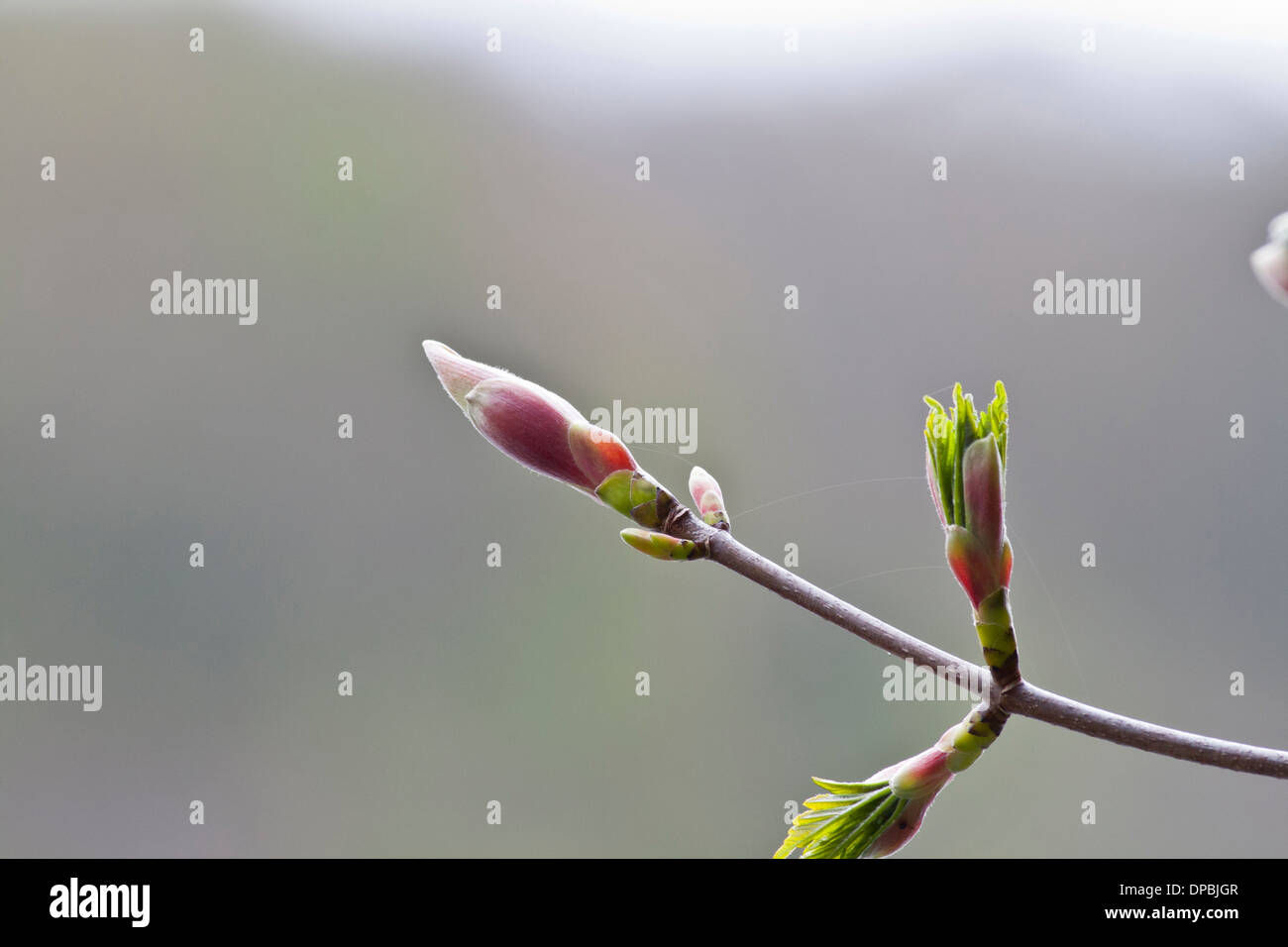 Open buds hi-res stock photography and images - Alamy