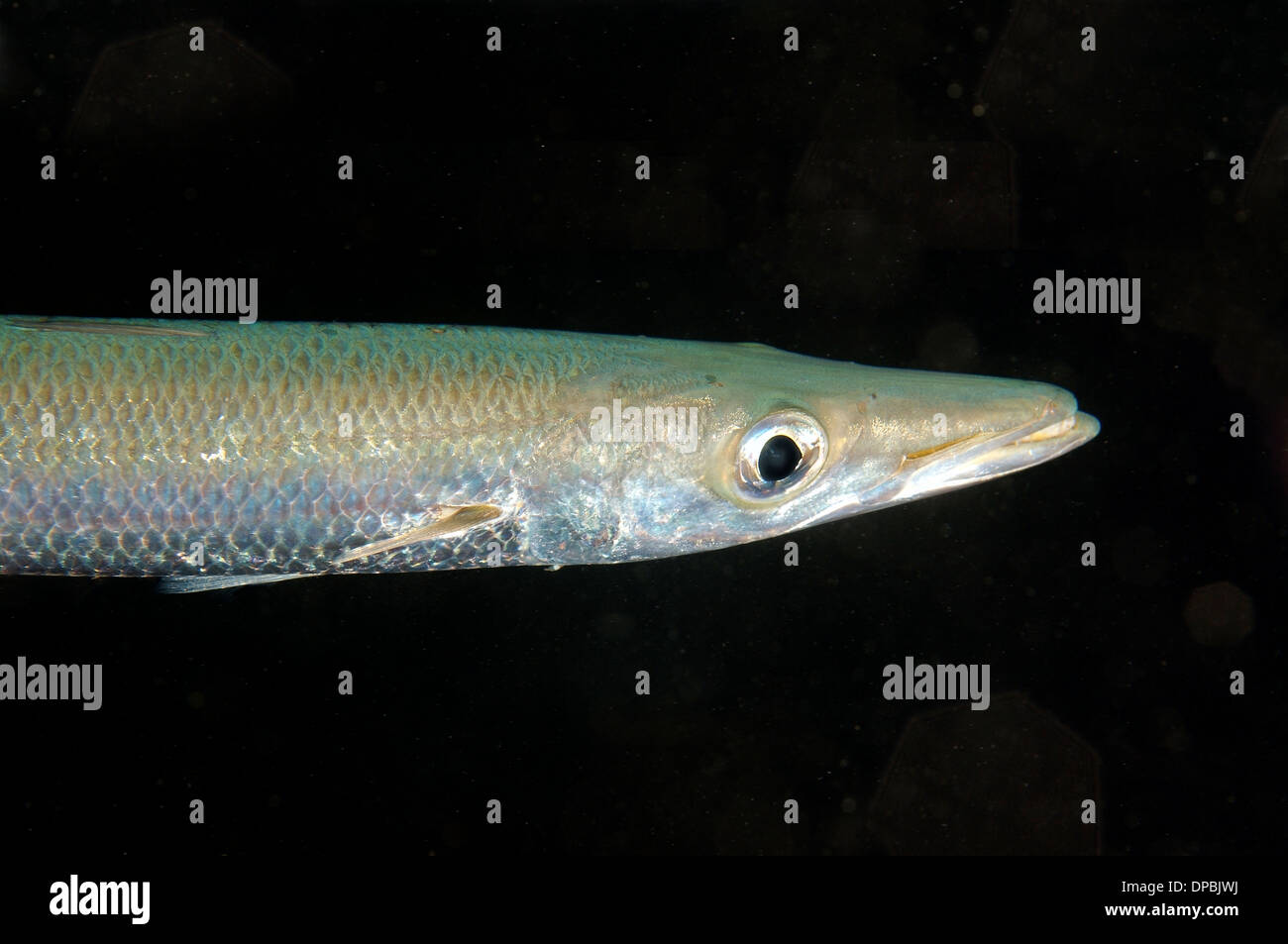 great barracuda or giant barracuda (Sphyraena barracuda) Red sea, Egypt ...