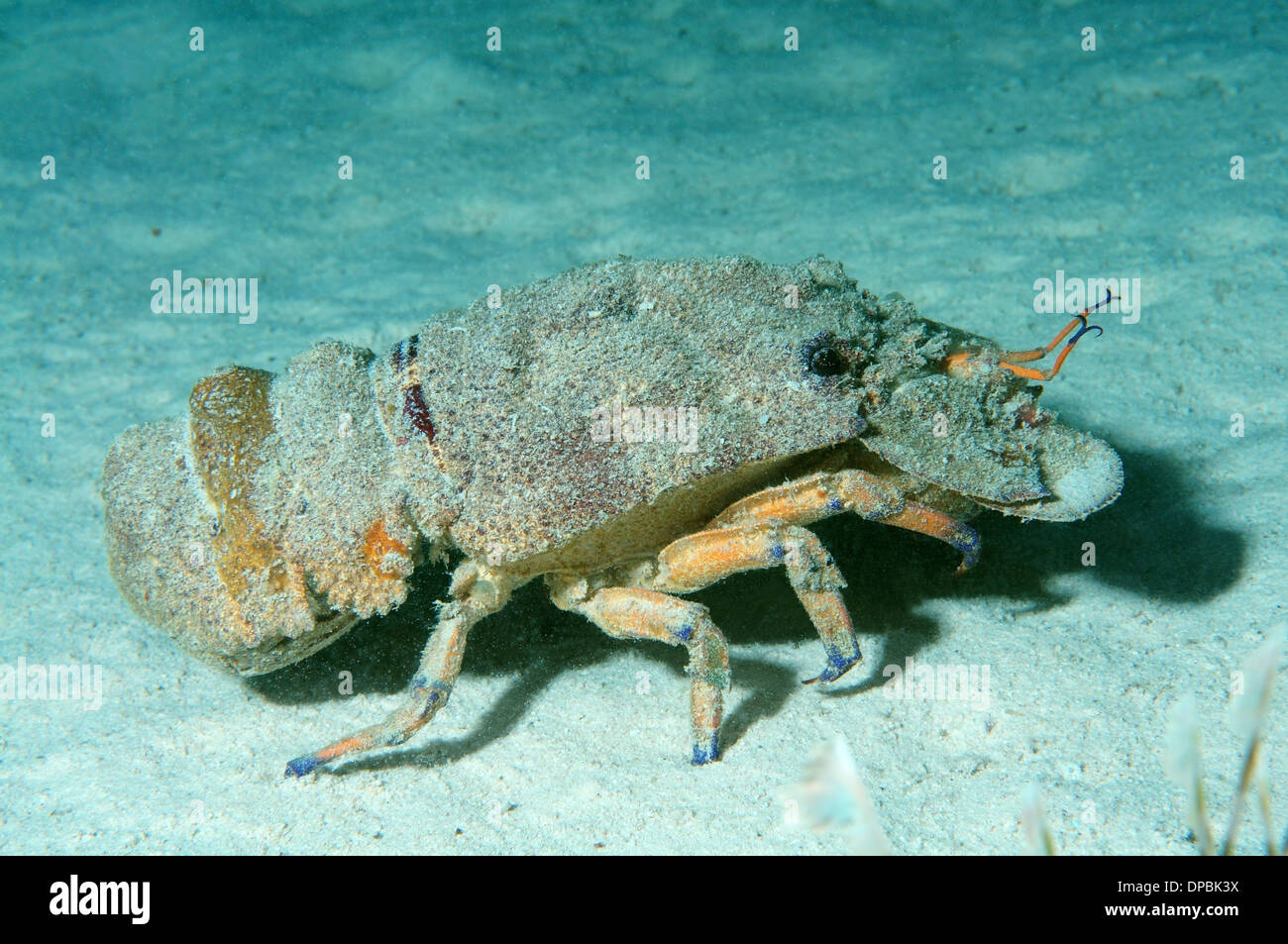 Grande cigale de mer hi-res stock photography and images - Alamy