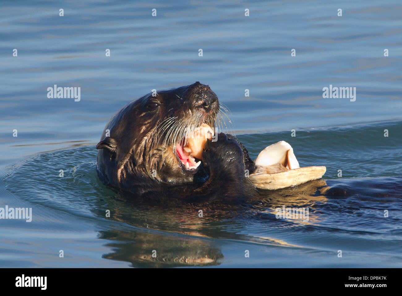 Sea otter eating hi-res stock photography and images - Alamy