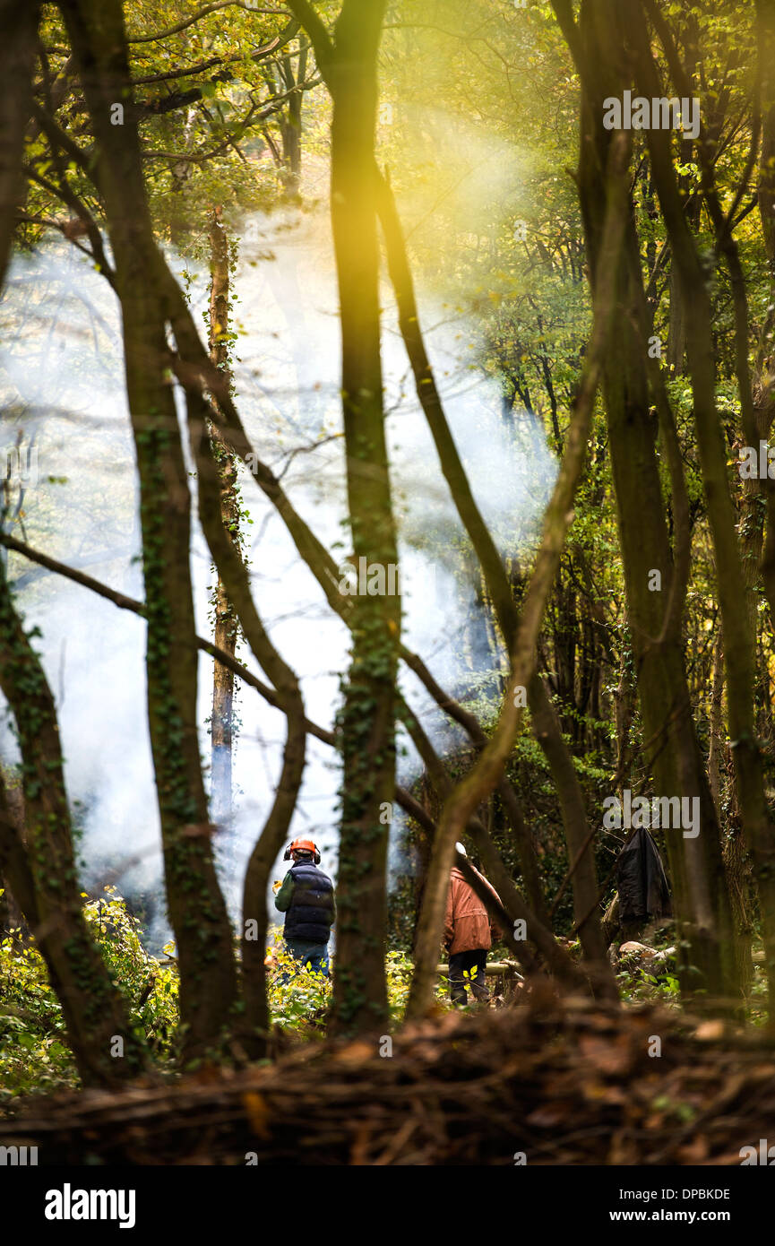 Managing forest hi-res stock photography and images - Alamy
