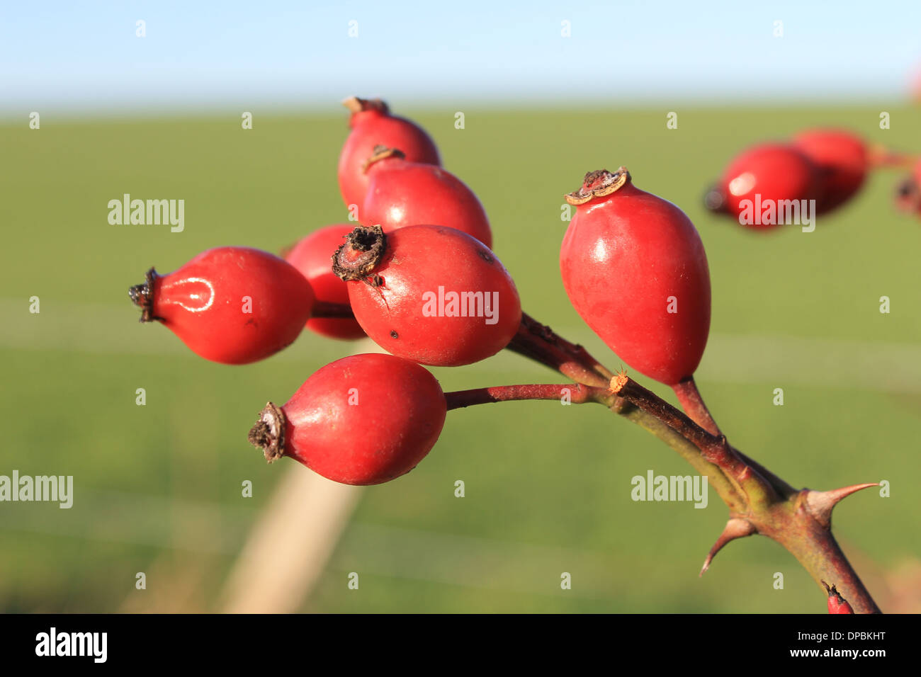 Rose hips of the dog rose, rosa canina Stock Photo - Alamy