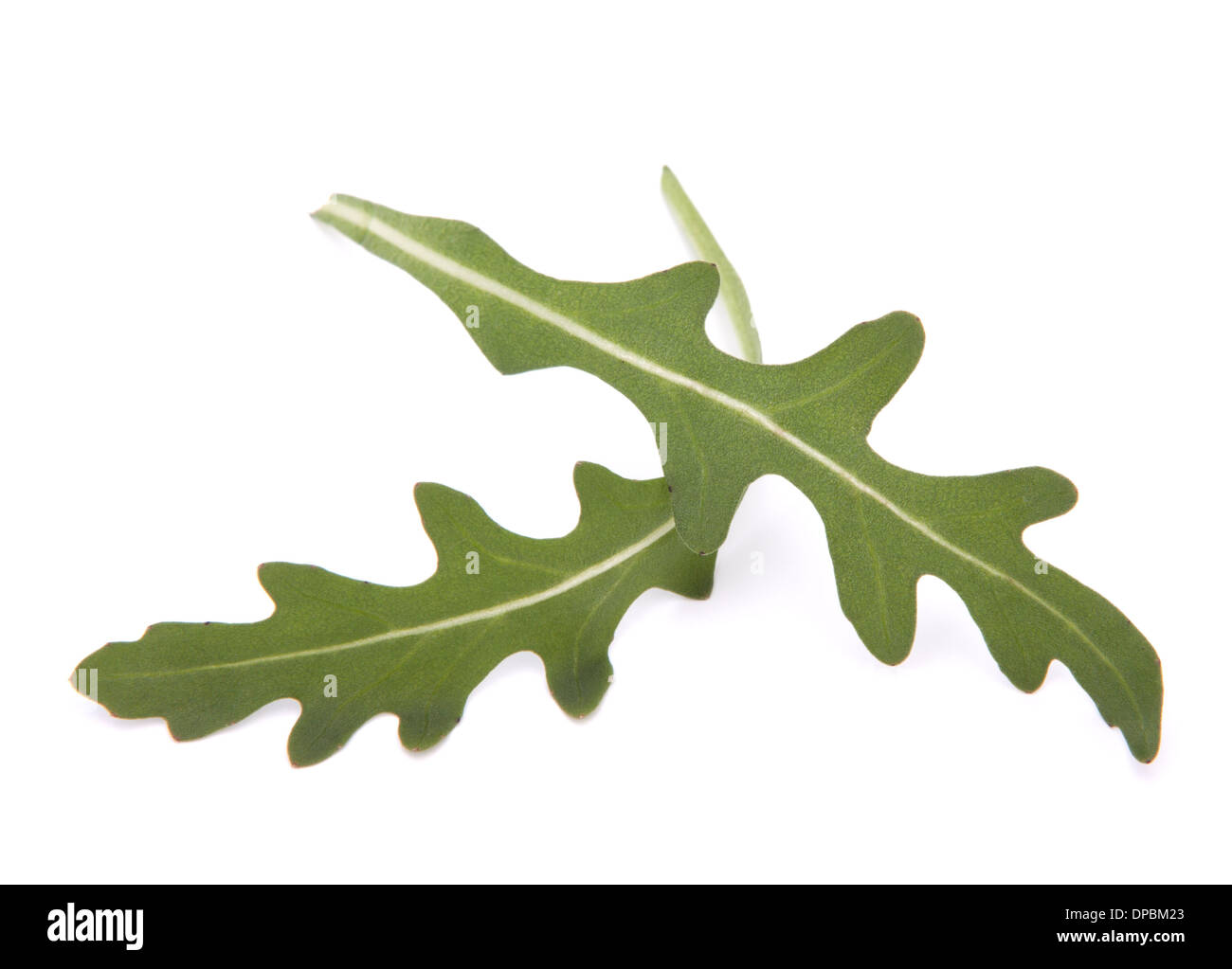 Sweet rucola salad or rocket lettuce leaves isolated on white ...