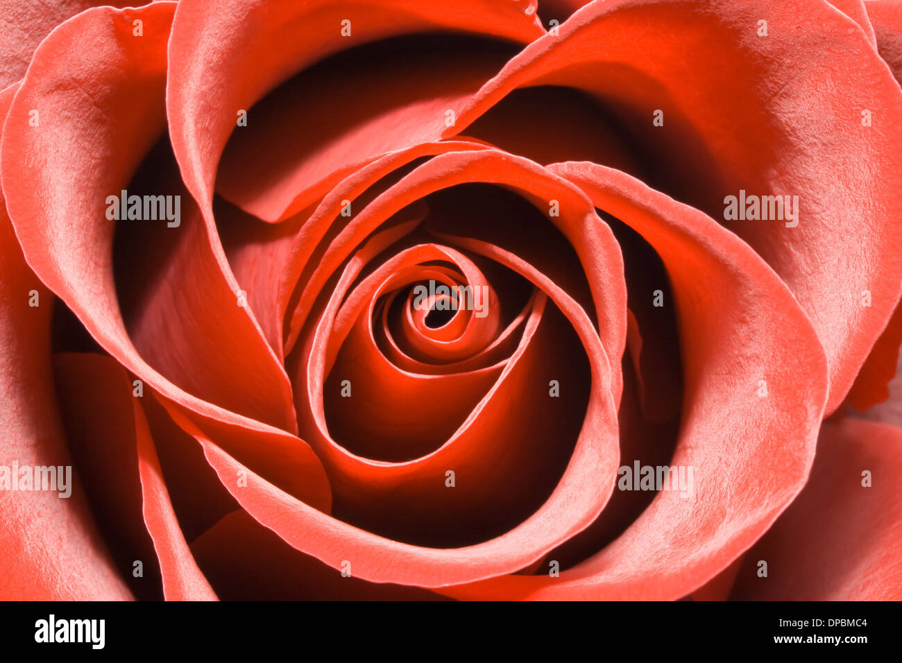 Rose layers macro hi-res stock photography and images - Alamy