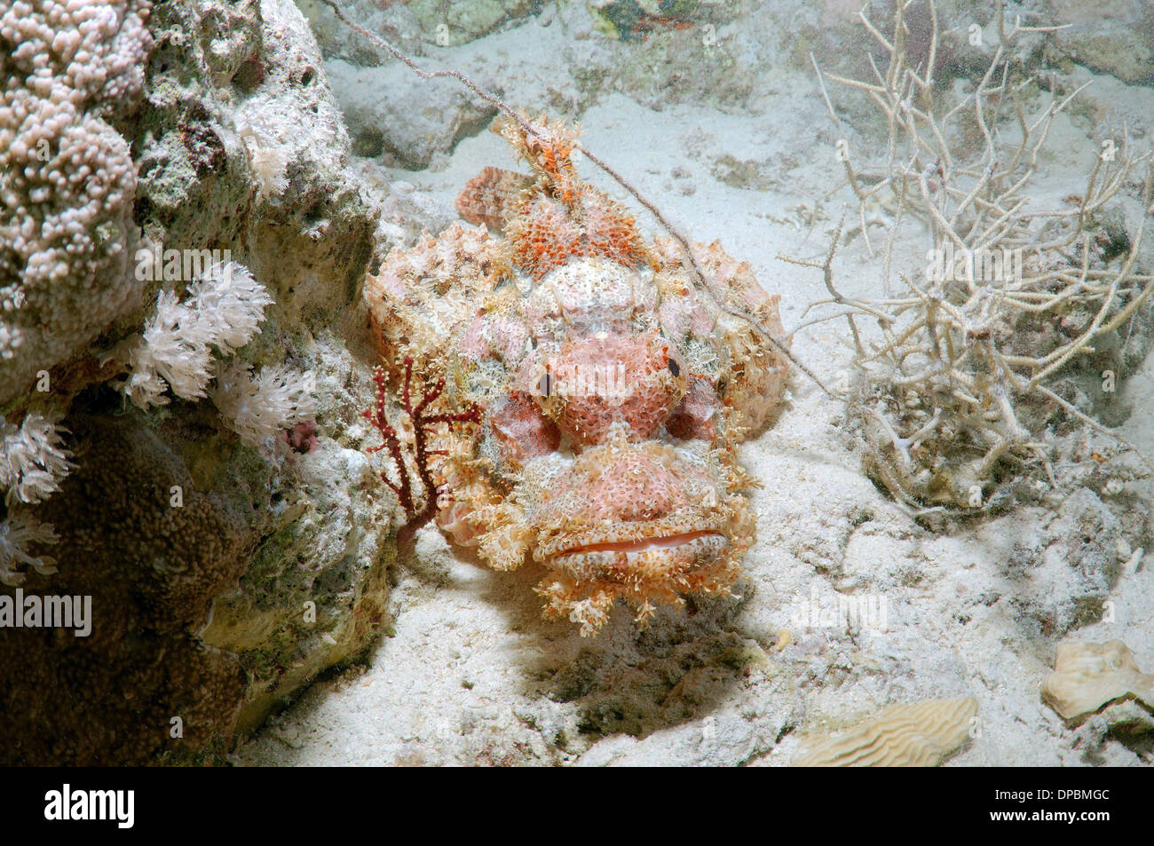 Tassled scorpionfish (Scorpaenopsis oxycephala), Red sea, Egypt, Africa ...