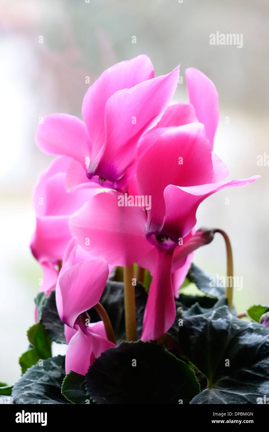 Cyclamen persicum pot hi-res stock photography and images - Alamy