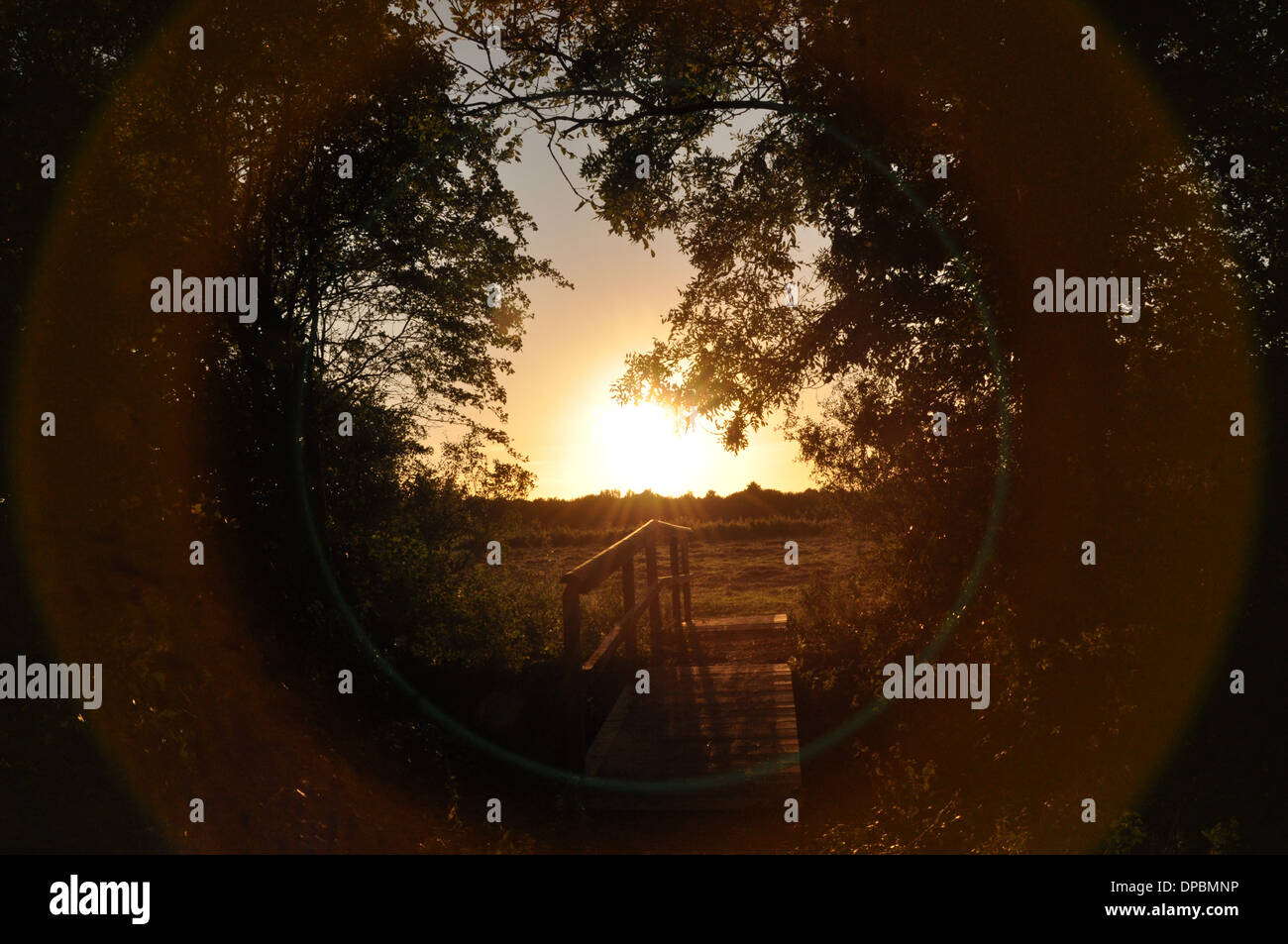 Summer sun through trees Stock Photo - Alamy