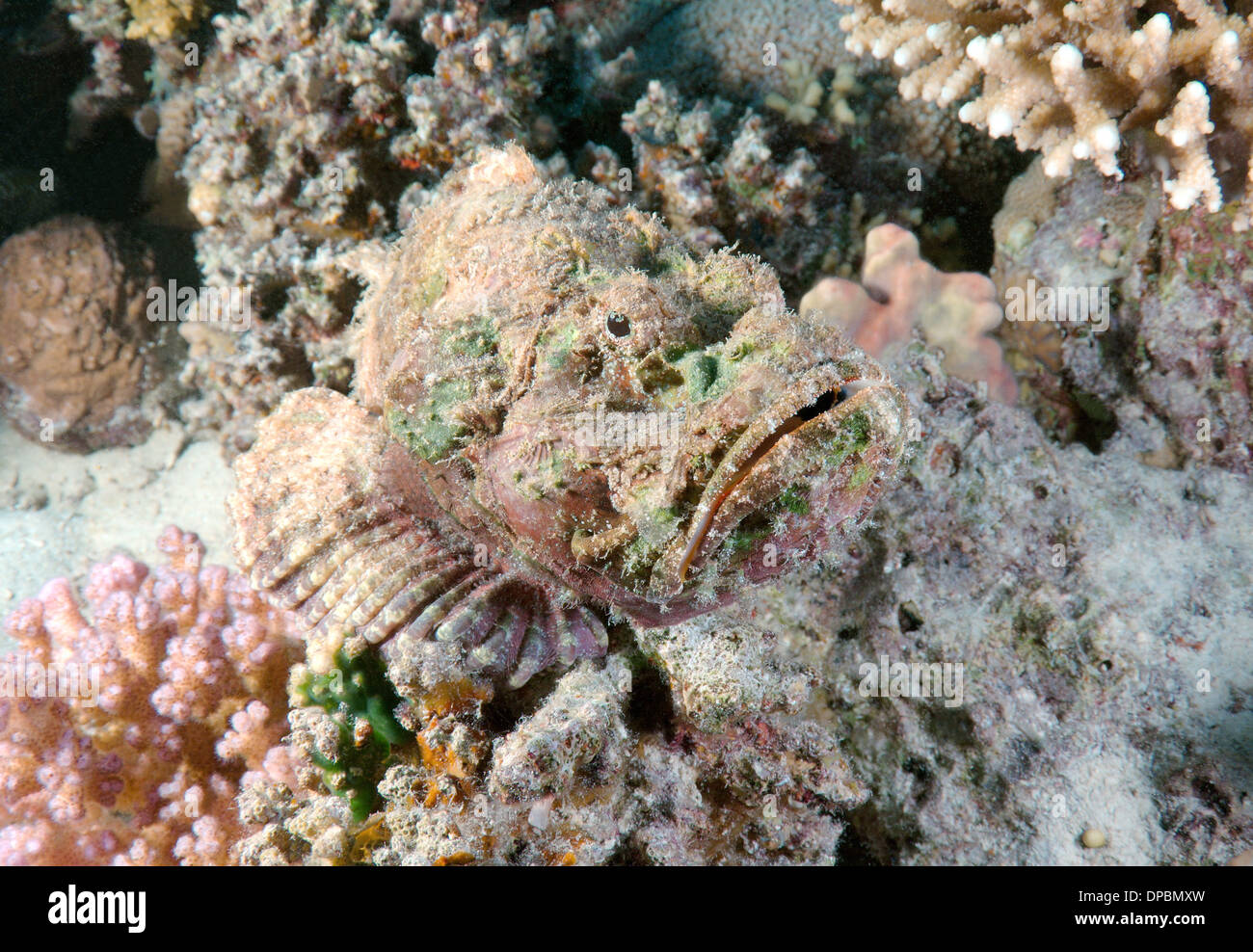 False stonefish or Devil scorpionfish (Scorpaenopsis diabolus) Red sea ...