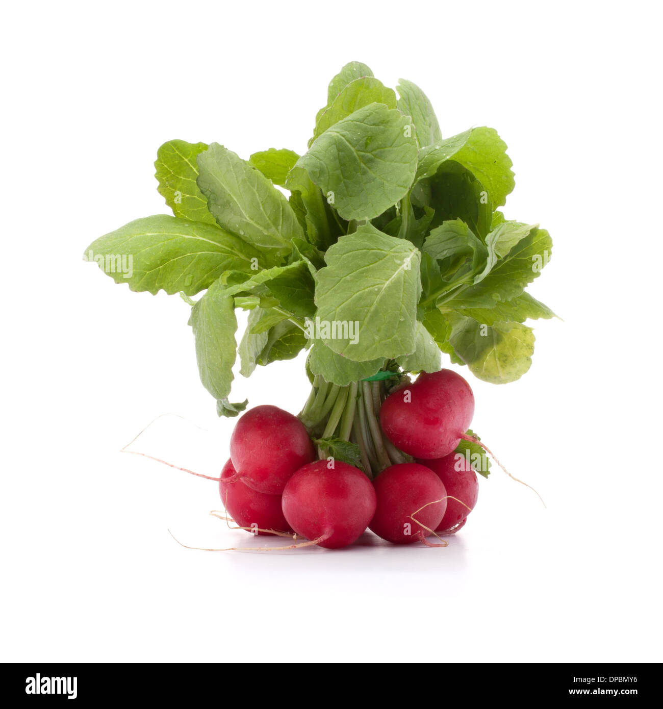 Small garden radish with leaves isolated on white background cutout ...