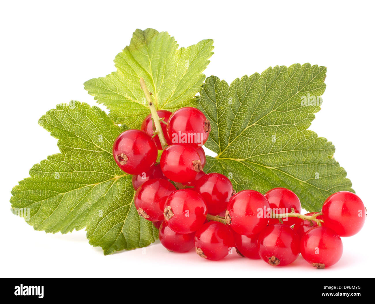 Red currants and green leaves still life isolated on white background ...