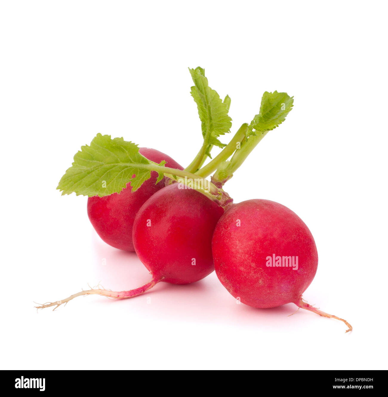 Small garden radish isolated on white background cutout Stock Photo - Alamy