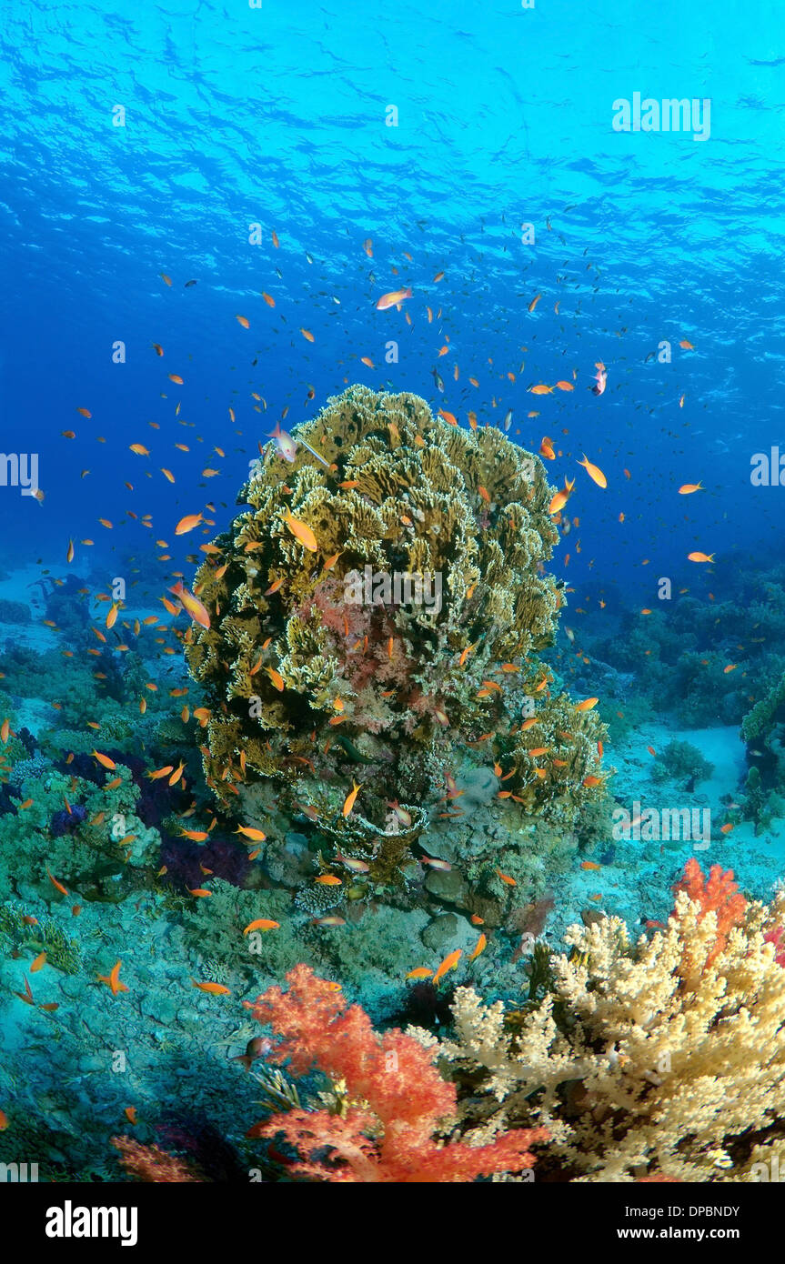 coral reef in Ras Muhammad National Park, Sinai Peninsula, Sharm el ...