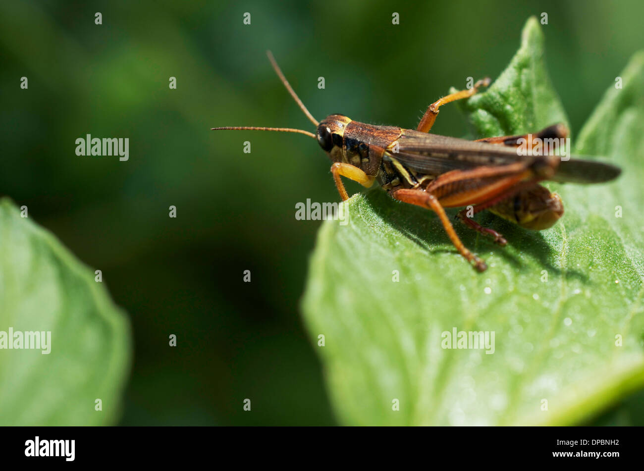 Sunlight grasshopper hi-res stock photography and images - Alamy