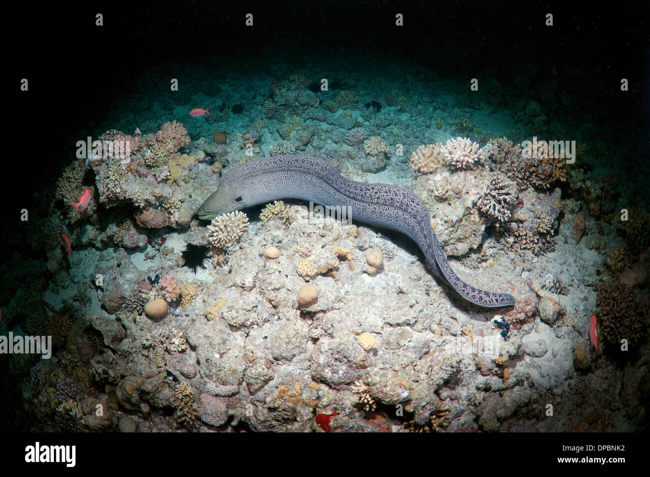 Slender giant moray hi-res stock photography and images - Alamy