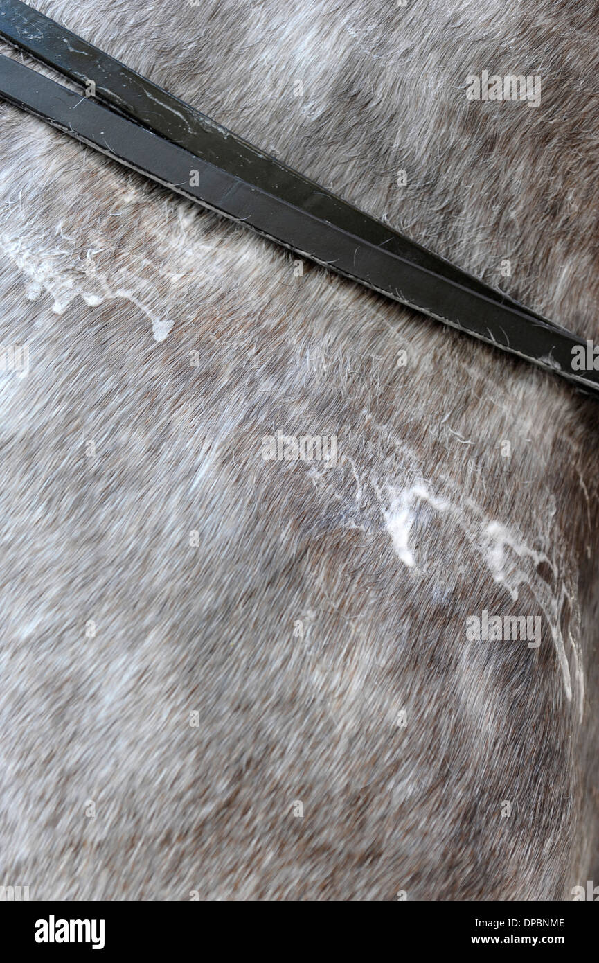 Horse sweating hi-res stock photography and images - Alamy